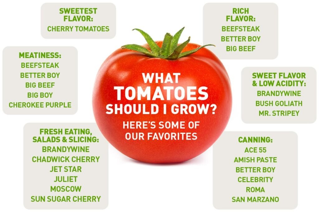 What Are the Best Pots for Tomato Plants? Here's What Works - Tomato ...