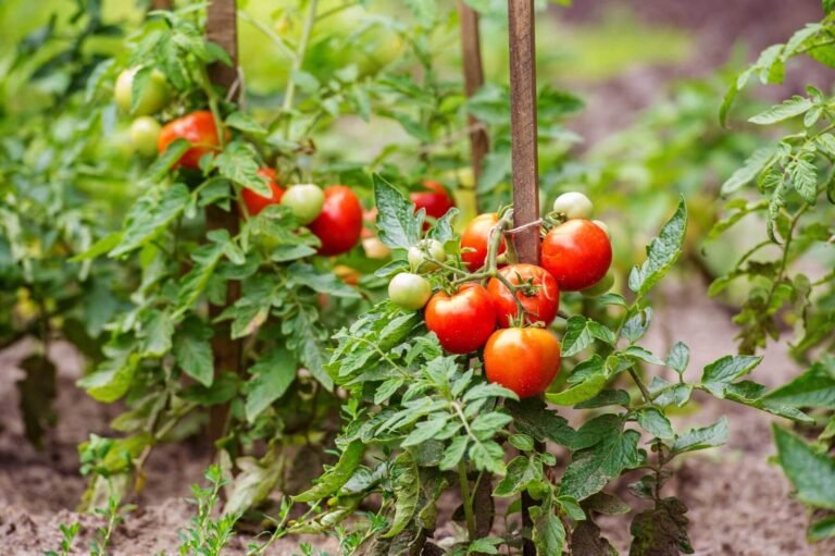 Can Tomato Seeds Sprout Inside the Tomato? Yep—Here’s Why - Tomato ...