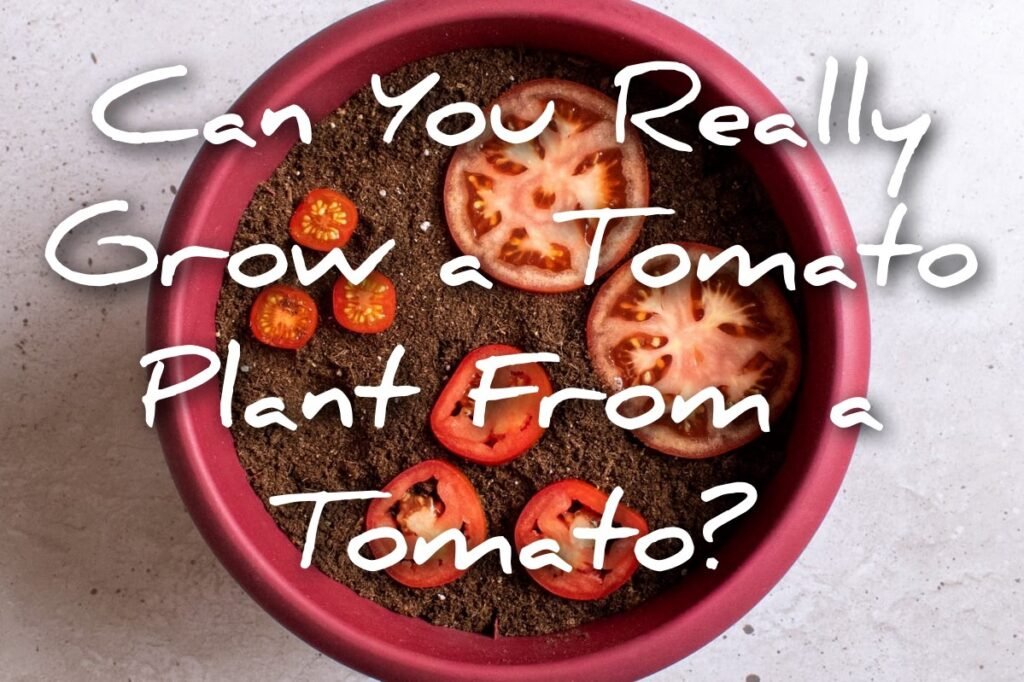 Best Containers for Tomatoes That Actually Help Them Thrive - Tomato ...