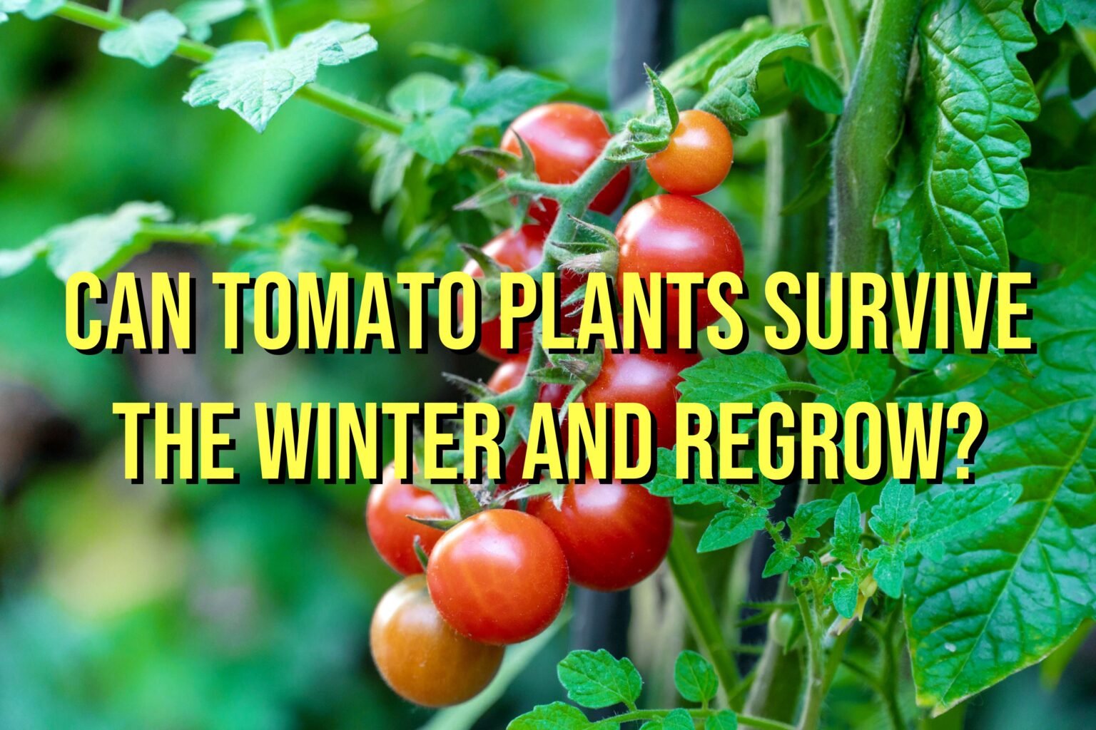 Do Tomato Plants Grow Back Every Year? Here’s The Truth - Tomato ...