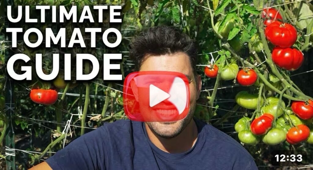 When to Plant Tomatoes for the Best Results in Every Zone - Tomato ...