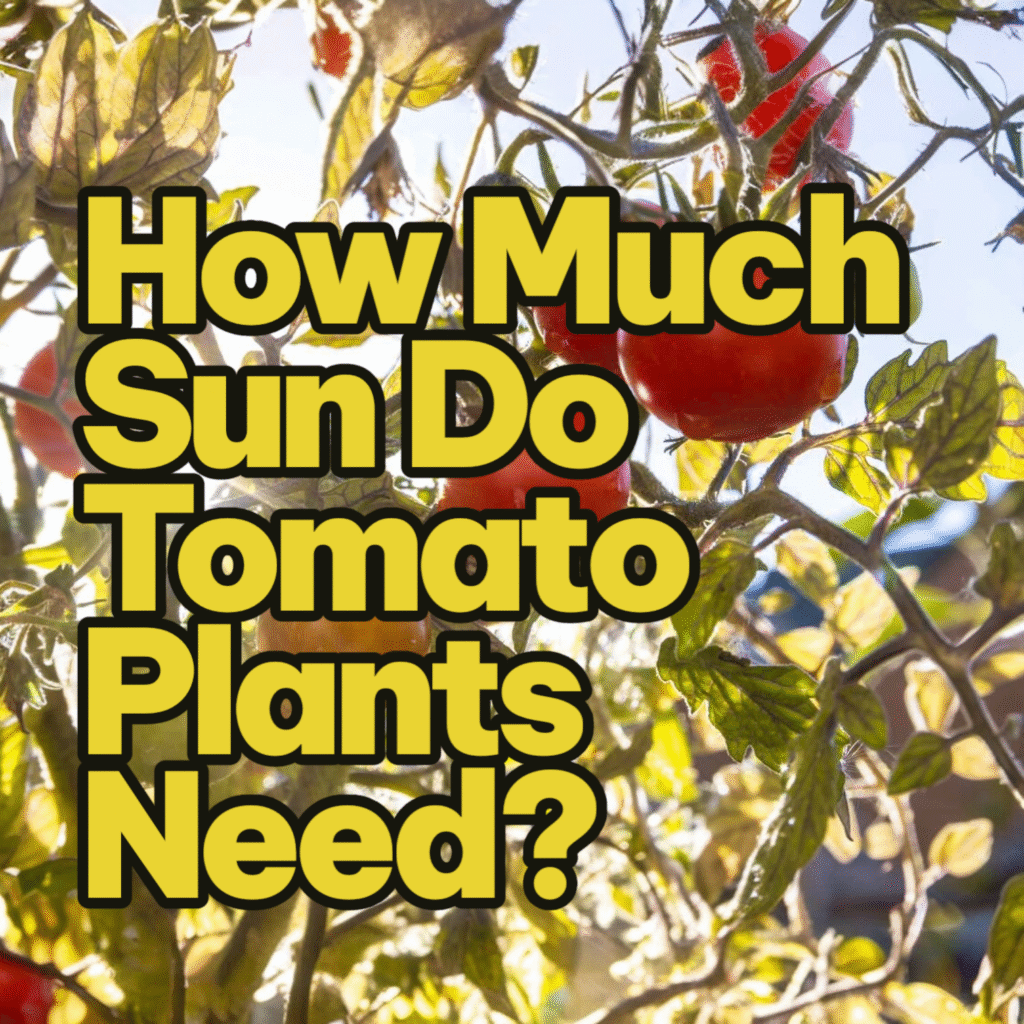 What Are the Best Pots for Tomato Plants? Here's What Works - Tomato ...