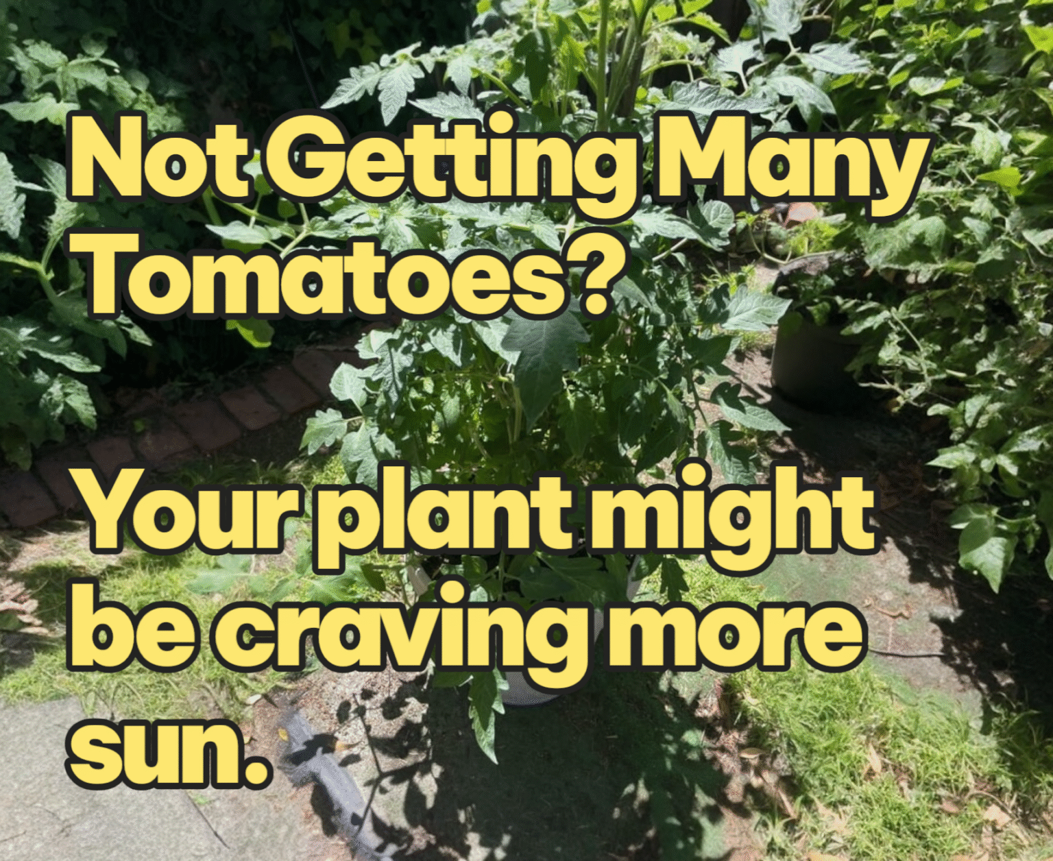 How Much Sun Do Tomato Plants Need? - Tomato Growing Tips