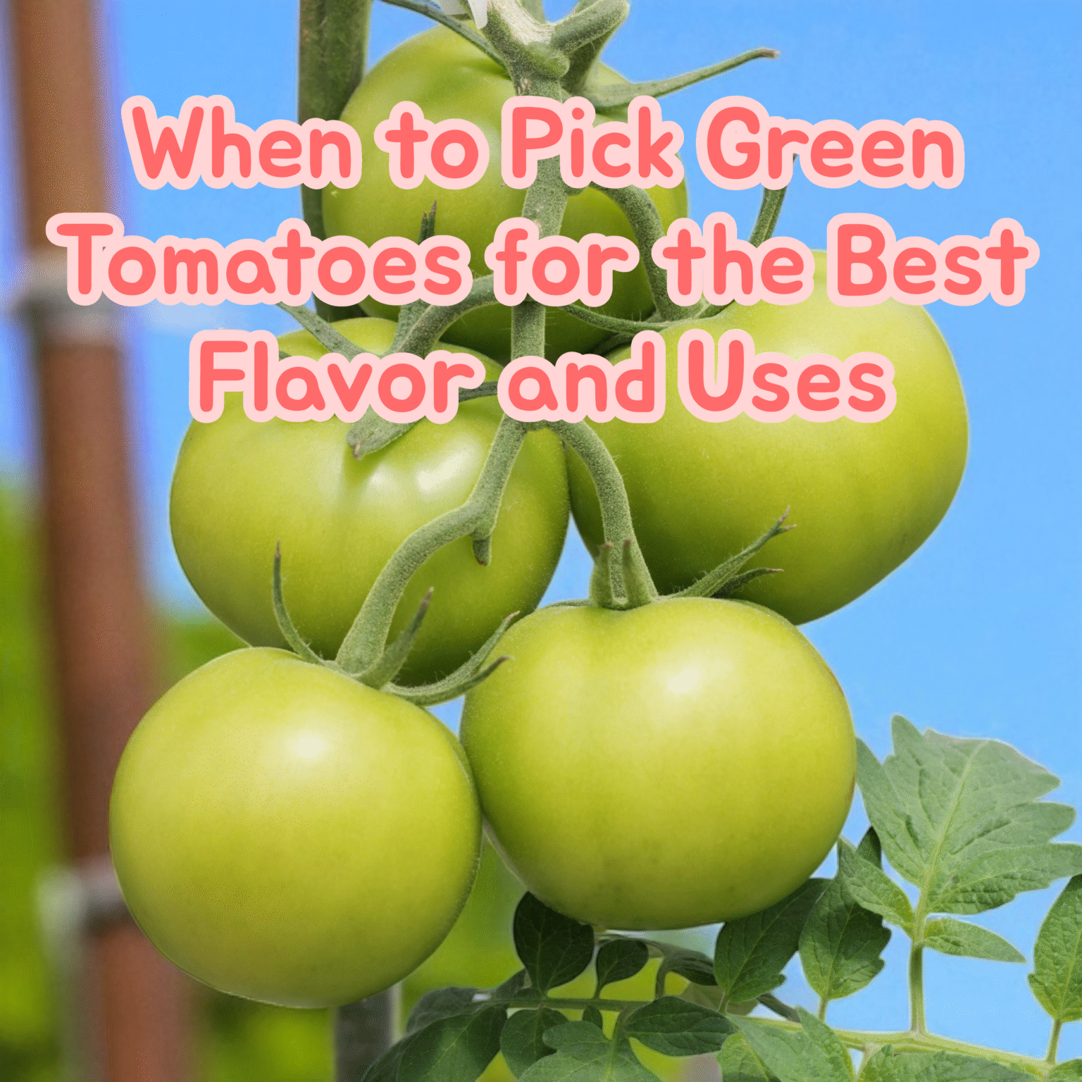 When to Pick Green Tomatoes for the Best Flavor and Uses - Tomato ...